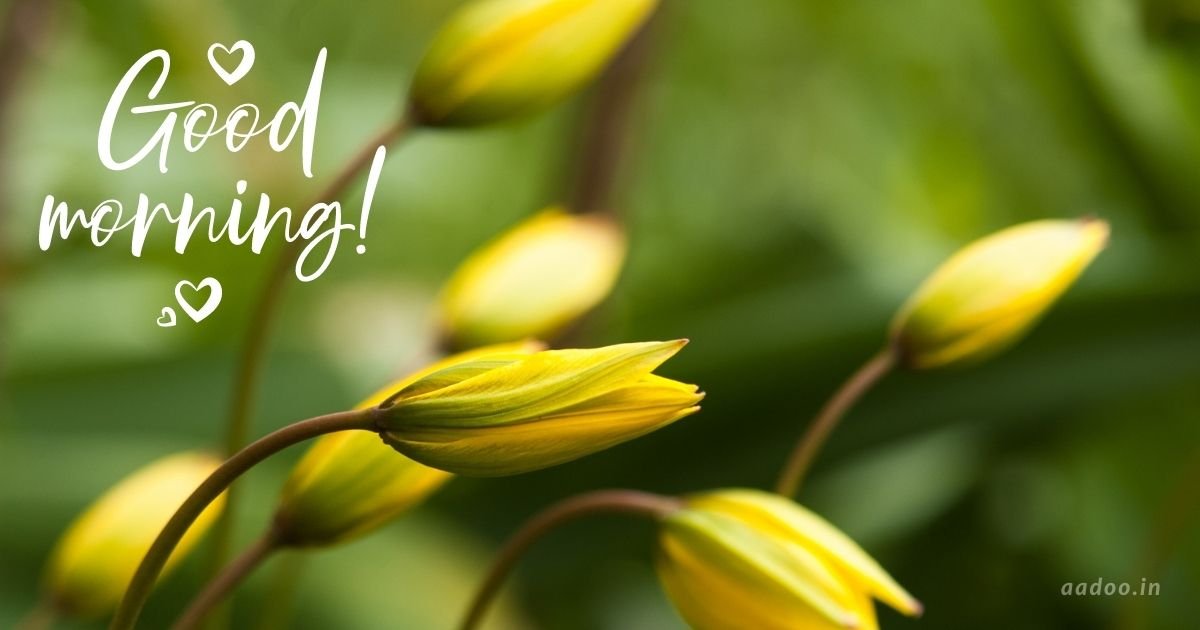 50+ BEST Good Morning Images Yellow Flowers