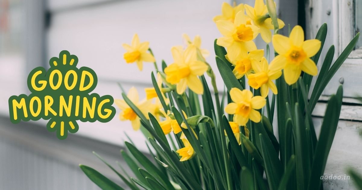 50+ BEST Good Morning Images Yellow Flowers