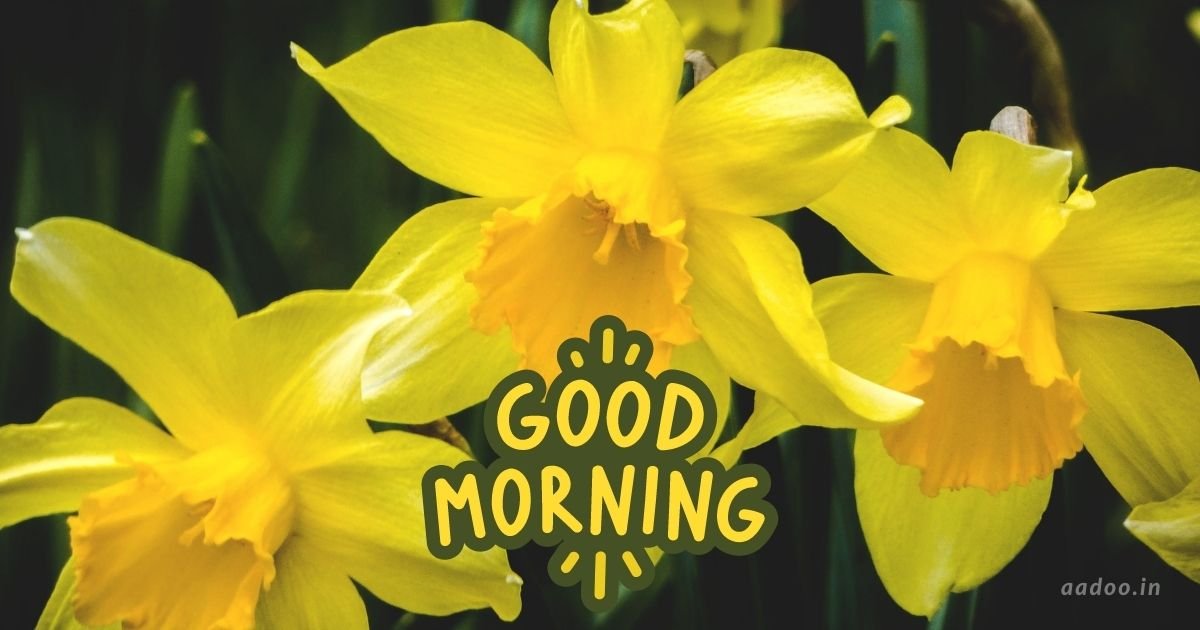50+ BEST Good Morning Images Yellow Flowers