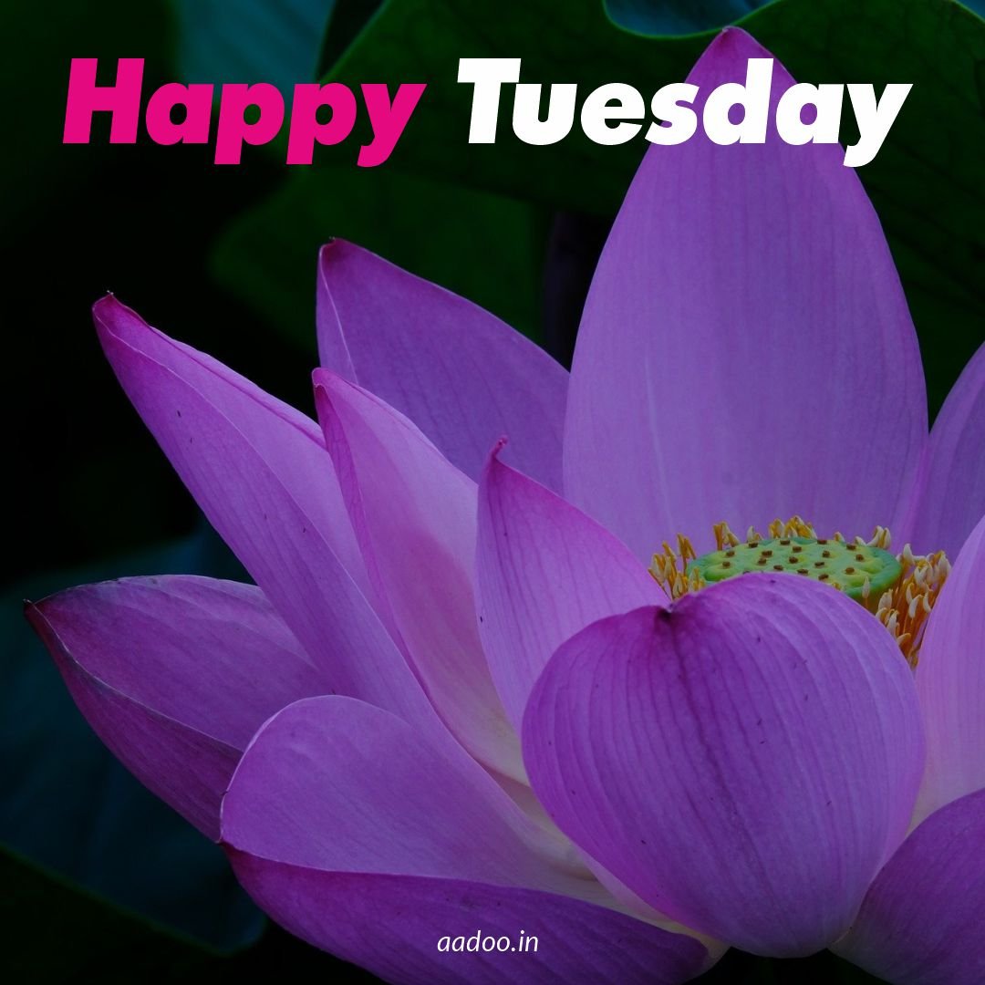 100+ Happy Tuesday Images and Quotes - Images of Happy Tuesday