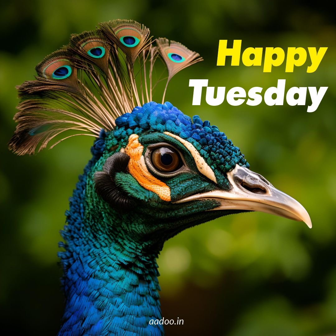 100+ Happy Tuesday Images and Quotes - Images of Happy Tuesday