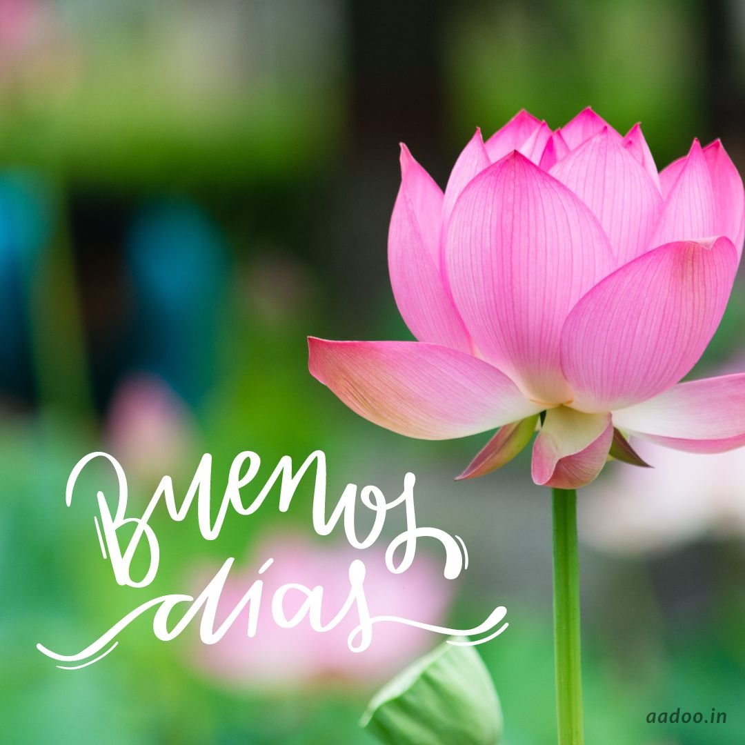 50 Buenos Días Imágenes de Flores - Good Morning Flower Images