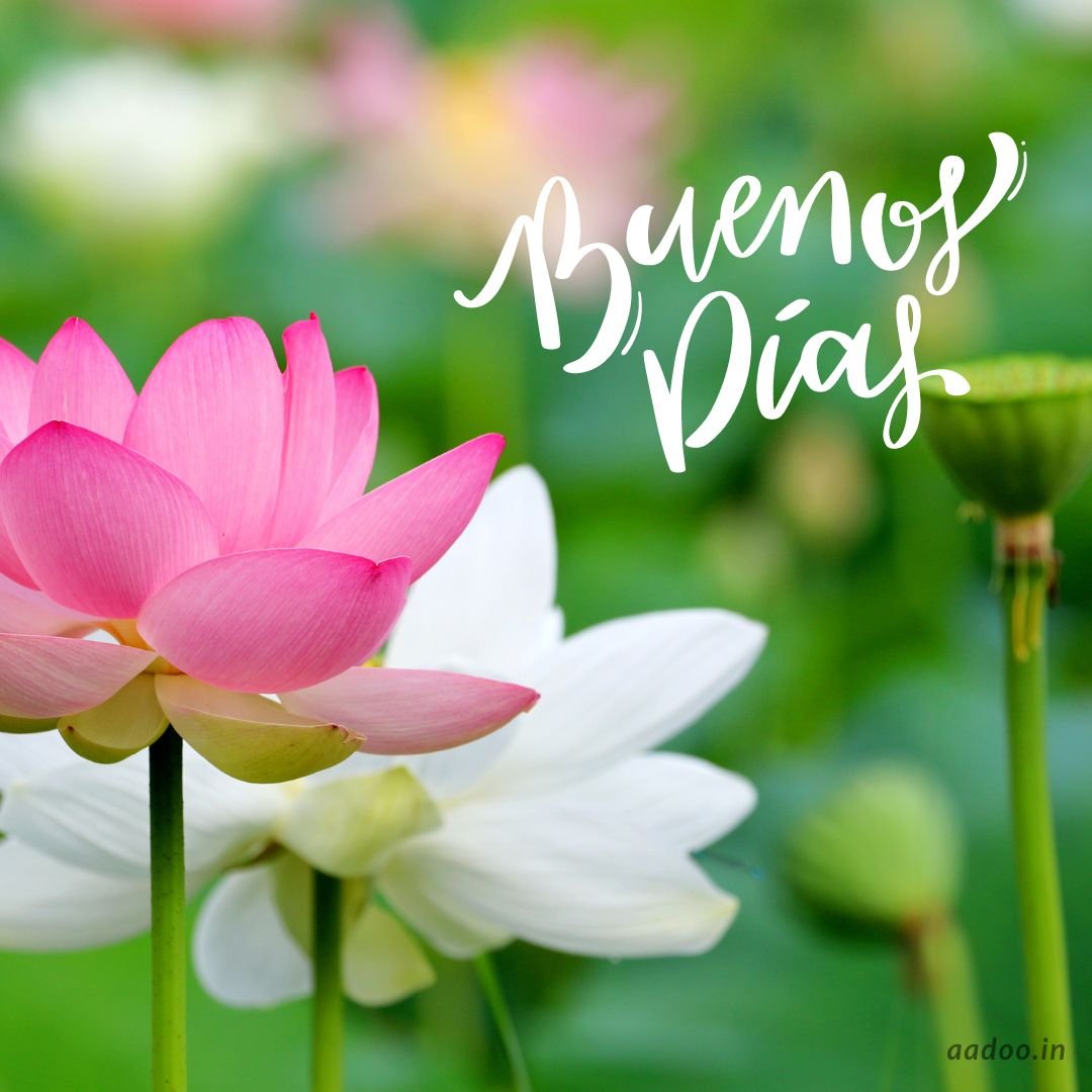 50 Buenos Días Imágenes de Flores - Good Morning Flower Images