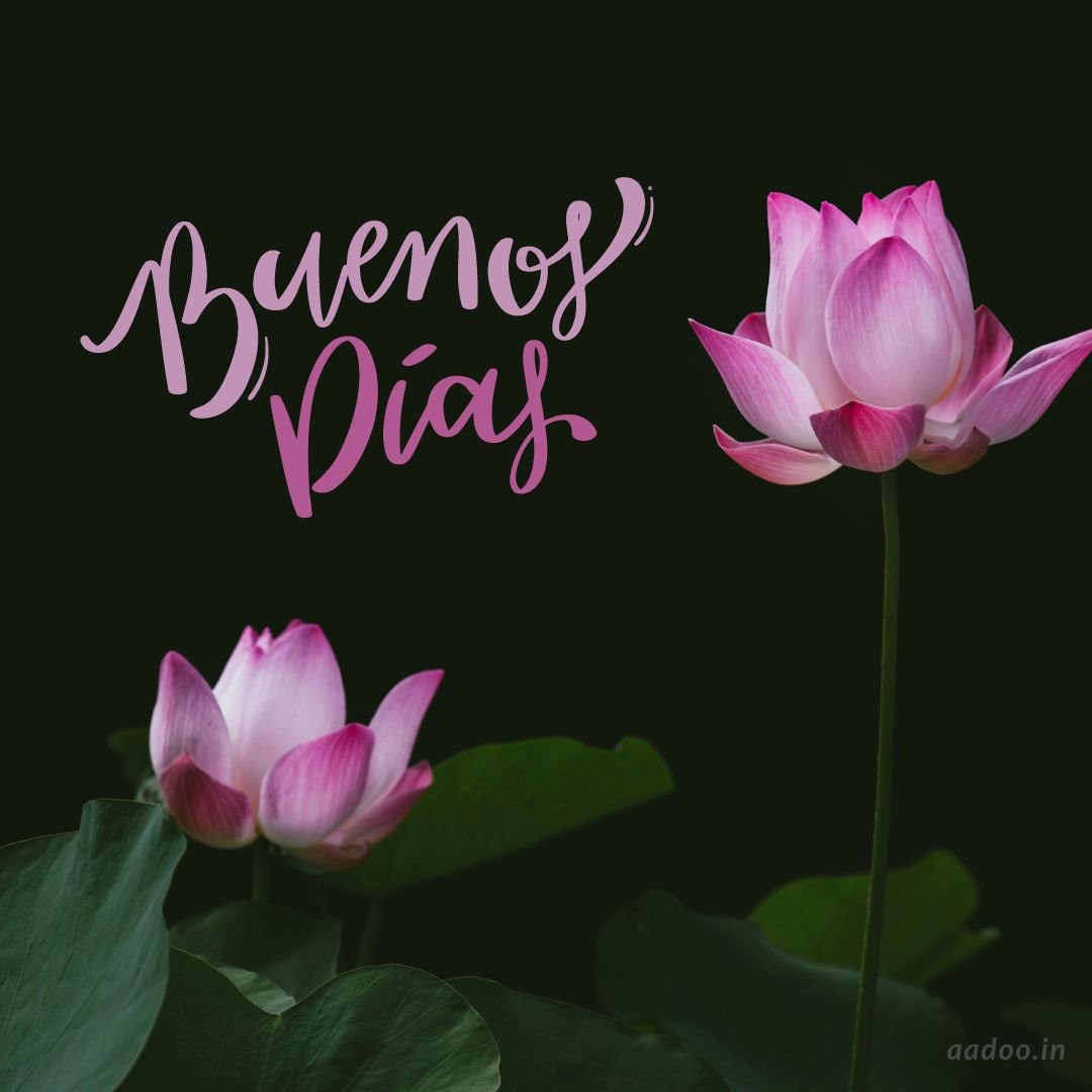 50 Buenos Días Imágenes de Flores - Good Morning Flower Images