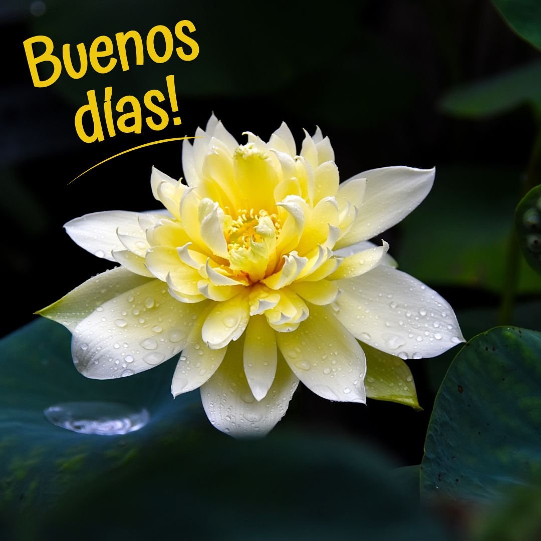 50 Buenos Días Imágenes de Flores - Good Morning Flower Images