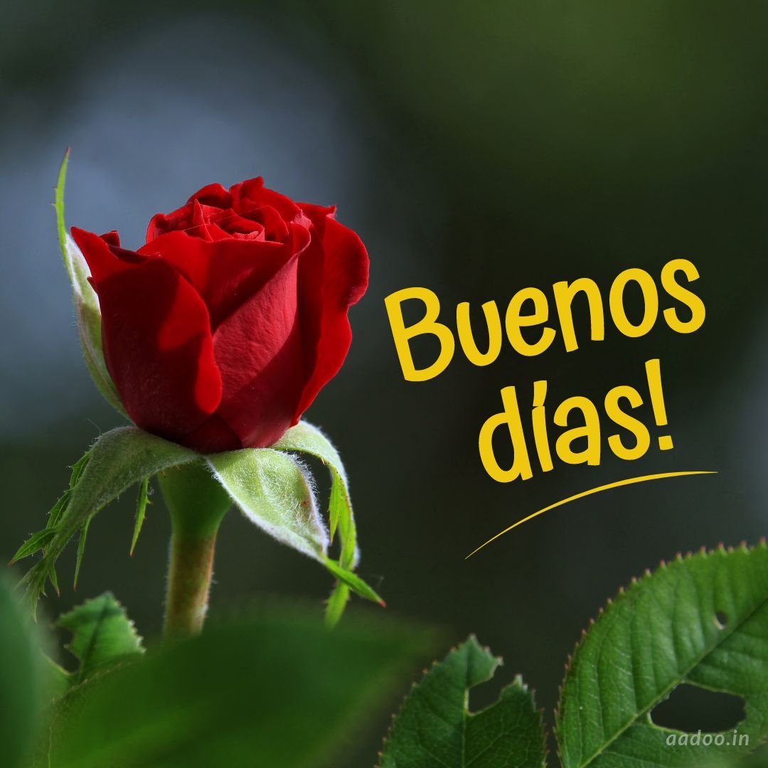 50 Buenos Días Imágenes de Flores - Good Morning Flower Images