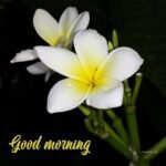 150+ Good Morning Images White Flowers
