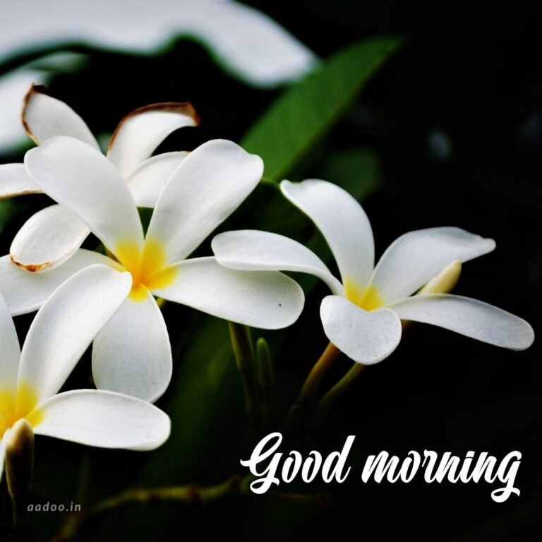 150+ Good Morning Images White Flowers