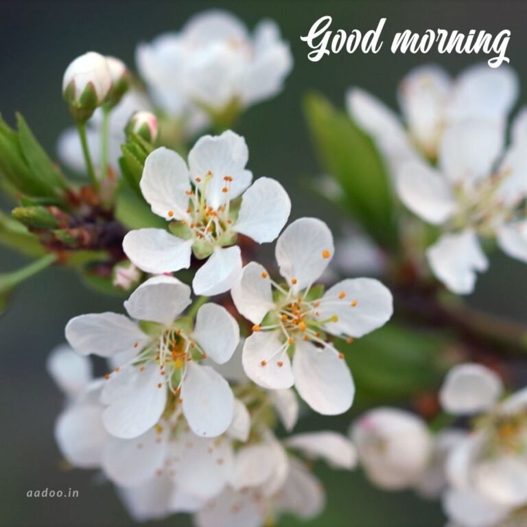 150+ Good Morning Images White Flowers