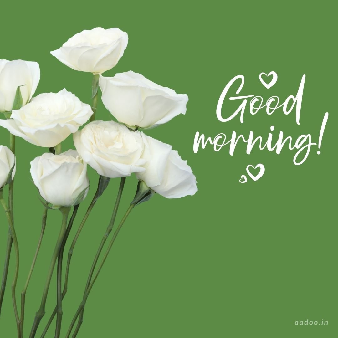 150+ Good Morning Images White Flowers
