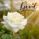 150+ Good Morning Images White Flowers