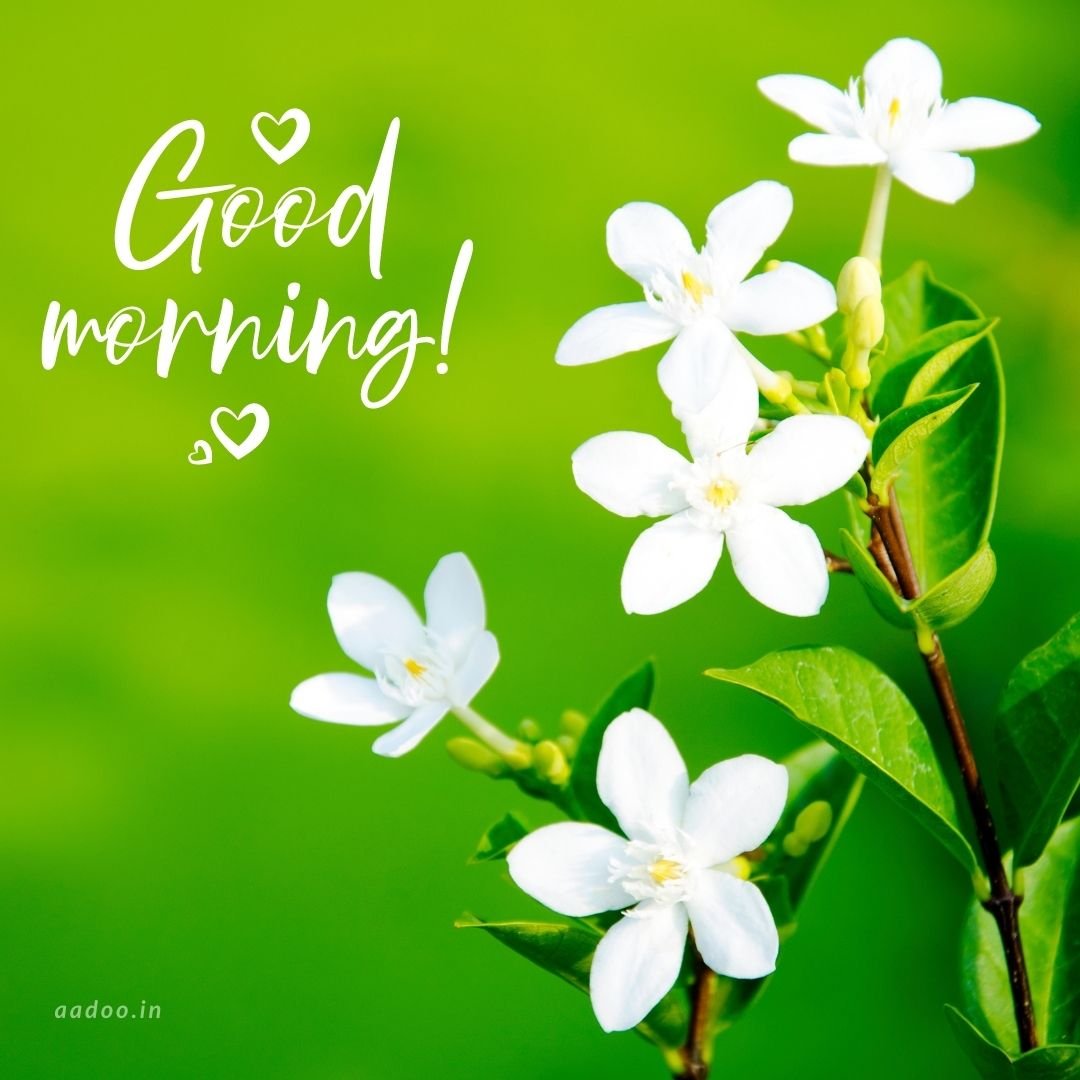 150+ Good Morning Images White Flowers