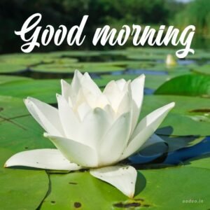 150+ Good Morning Images White Flowers
