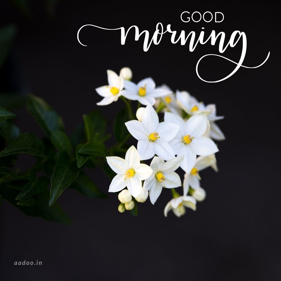 150+ Good Morning Images White Flowers