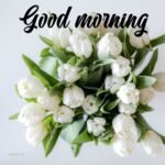 150+ Good Morning Images White Flowers