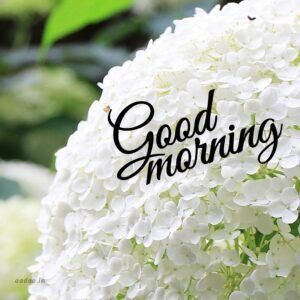 150+ Good Morning Images White Flowers