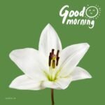 150+ Good Morning Images White Flowers