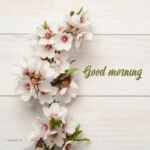 150+ Good Morning Images White Flowers