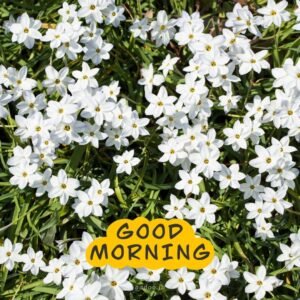 150+ Good Morning Images White Flowers