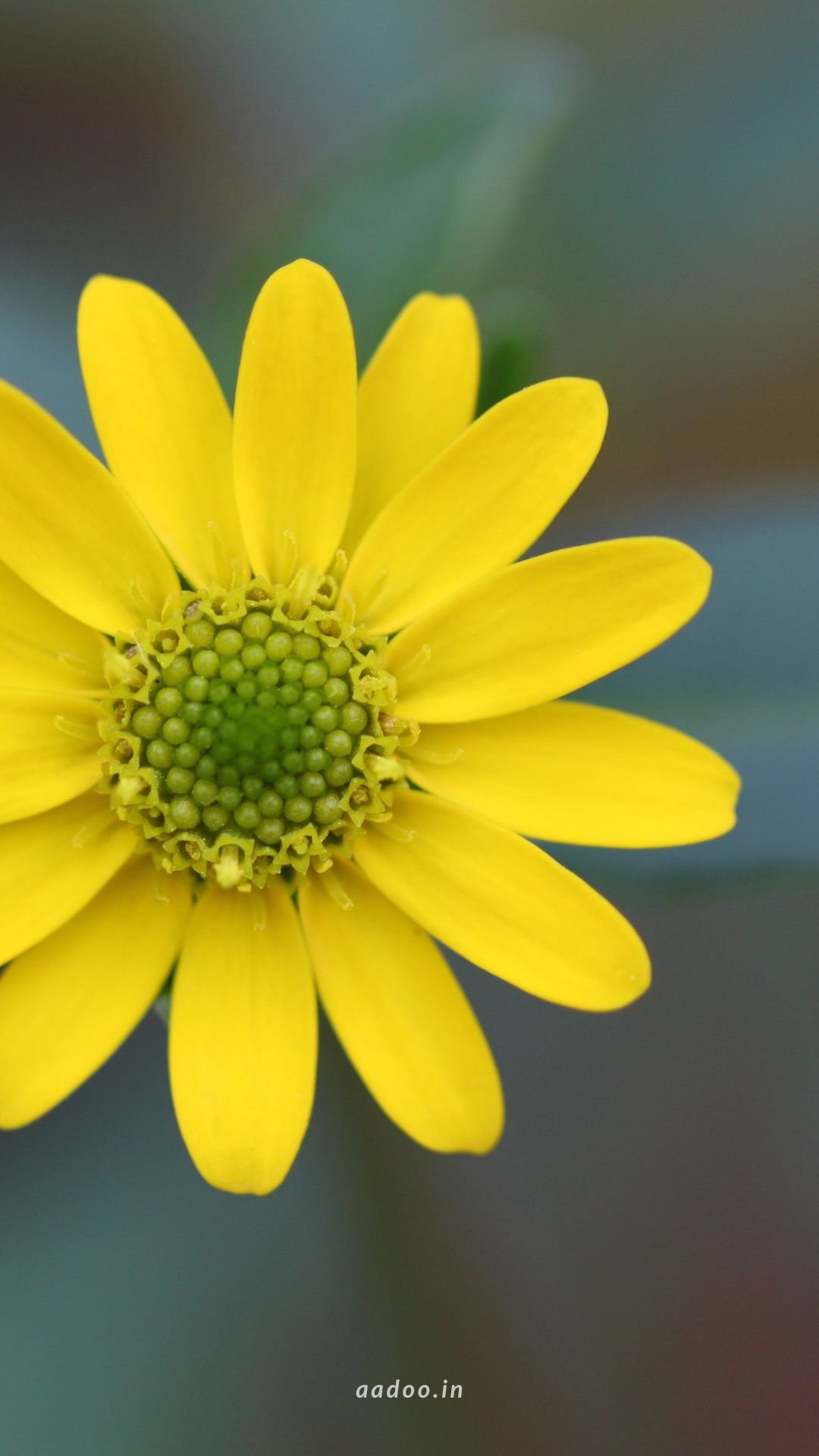 Best 150+ Yellow Flowers