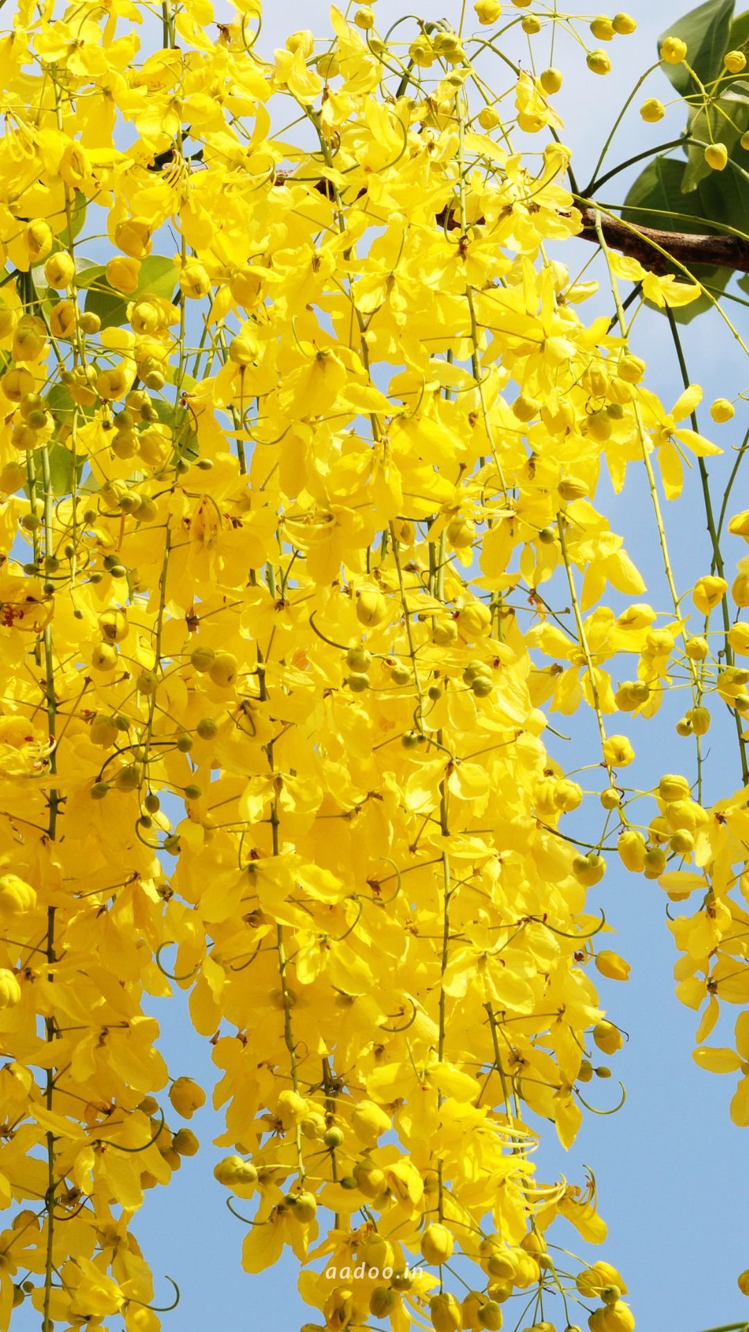Best 150+ Yellow Flowers