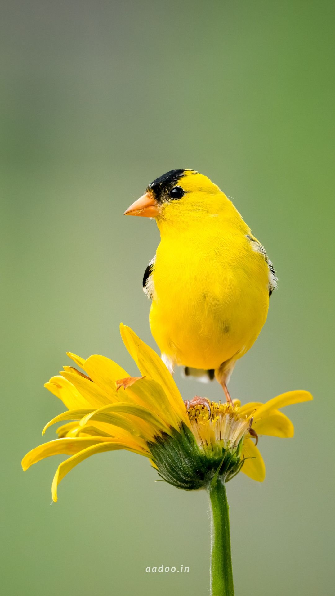 Best 150+ Yellow Flowers